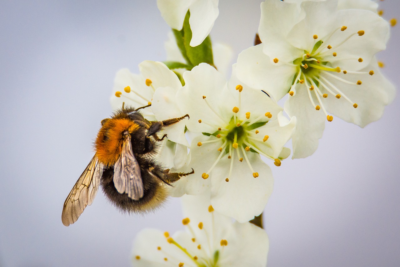 Šta preduzeti u slučaju alergijske reakcije na ubod insekta? - Alergija ...